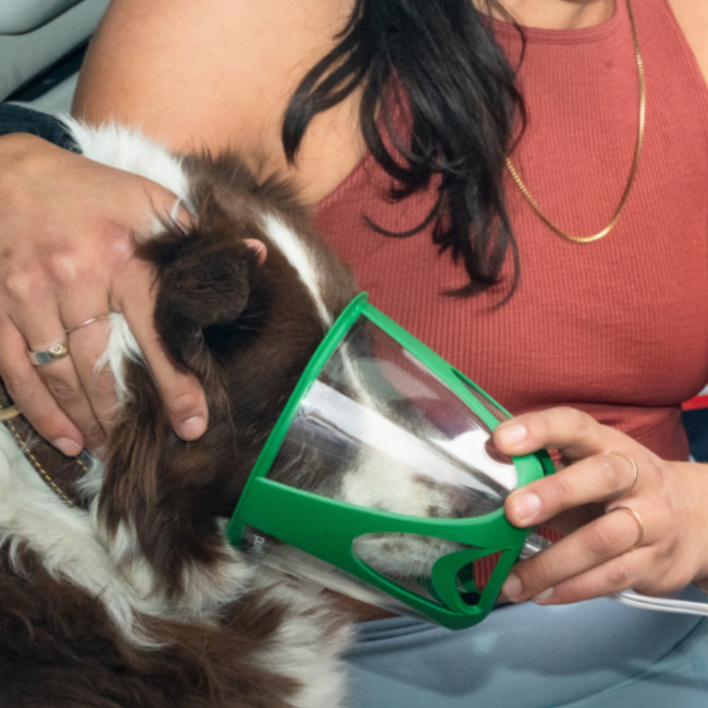 Portable Oxygen Kit for Dogs