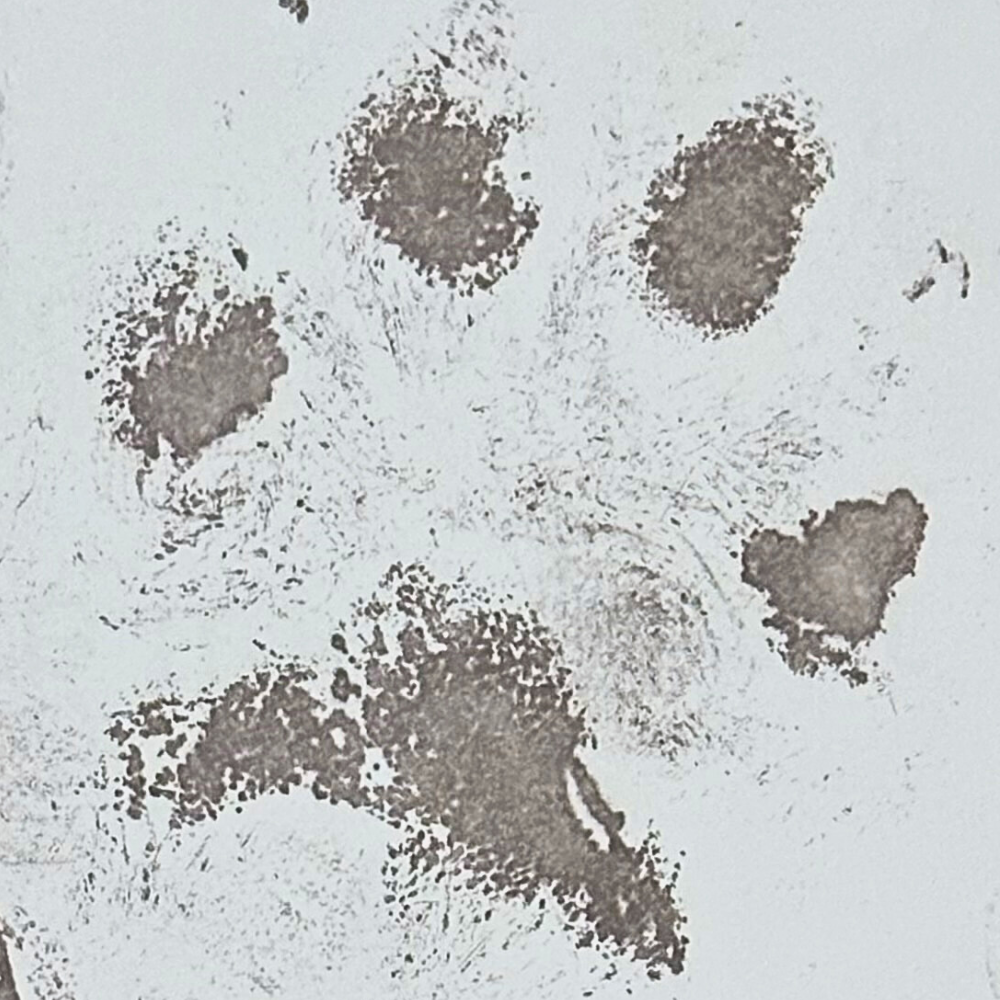 Inkless Paw & Nose Print Kit