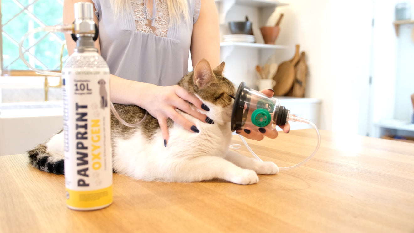 Oxygen Solutions for Pets