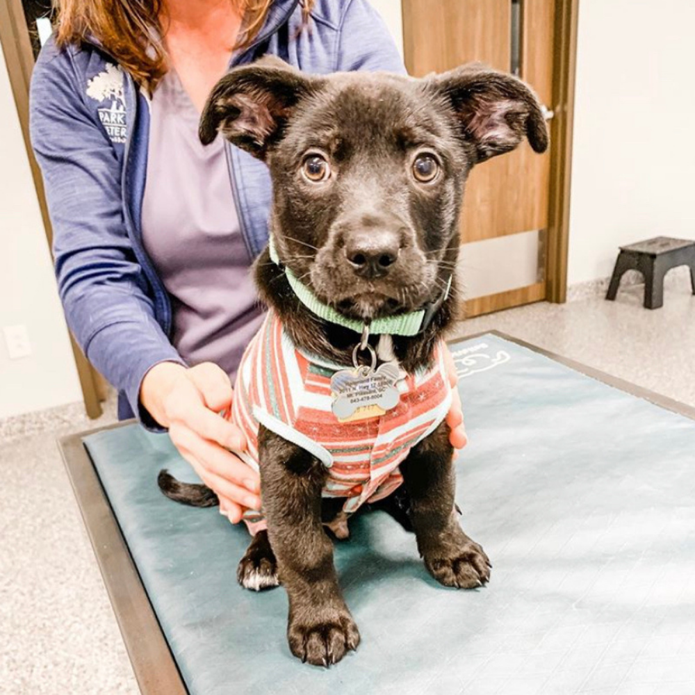 Waterproof Veterinary Mat